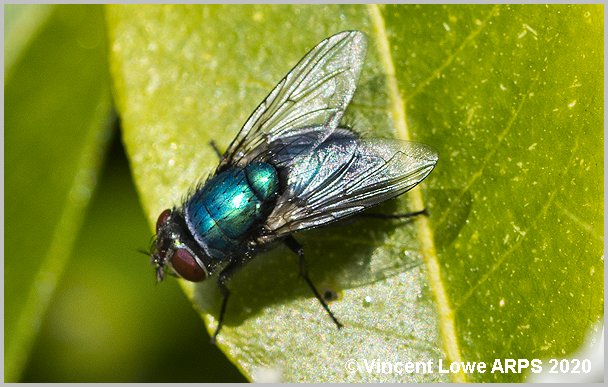 Photo of a common green bottle fly